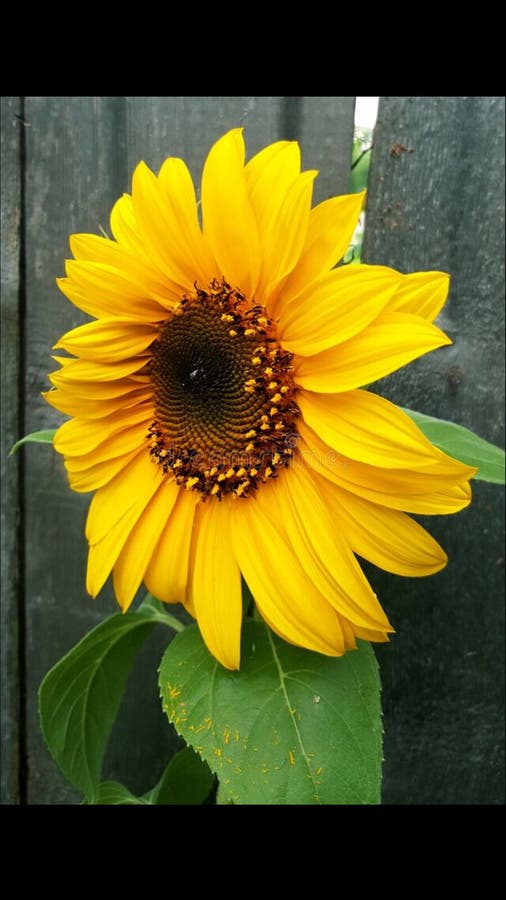 Random pretty flowers stock photo. Image of shot, random - 91985778