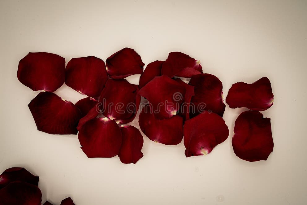 Random Rose Petals Against White Background. Great for Presentat Stock ...