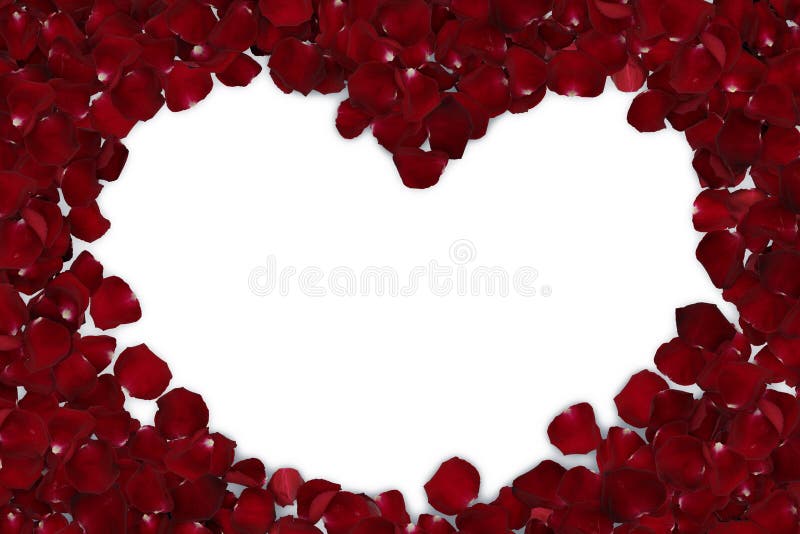 Random Rose Petals Against White Background. Great for Presentat Stock ...