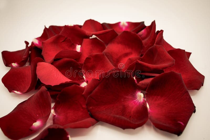 Random Rose Petals Against White Background. Great for Presentat Stock ...