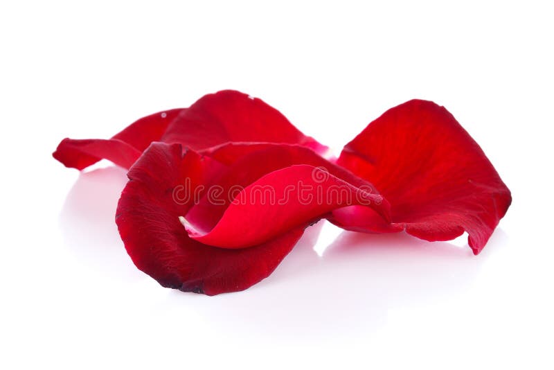Random Rose Petals Against White Background. Great for Presentations ...