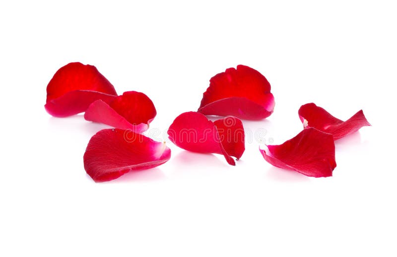 Random Rose Petals Against White Background. Great for Presentations ...