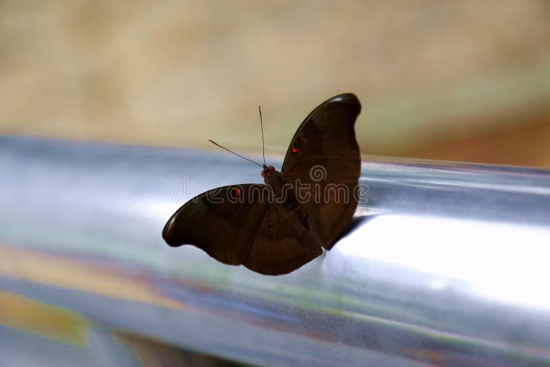 The Random Shooting of Butterfly Stock Image - Image of outside ...