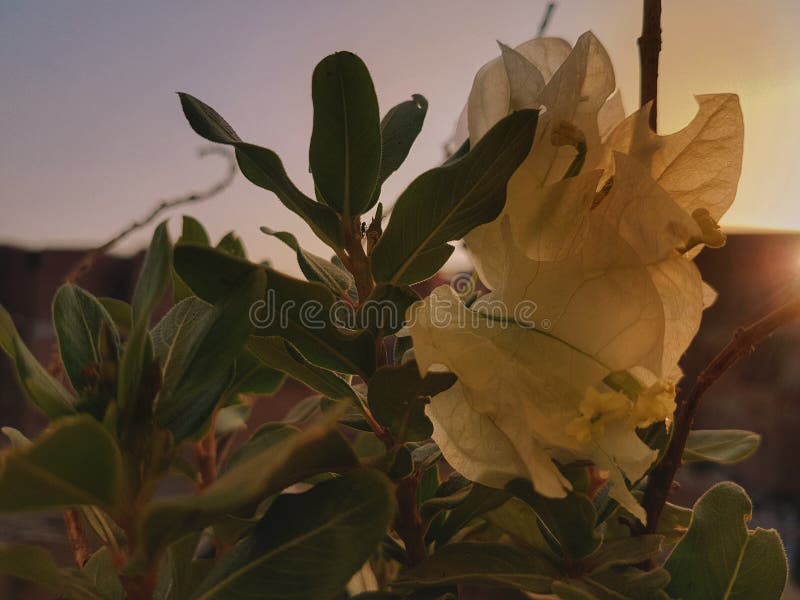 Random shot of a flora stock image. Image of nature - 157162043