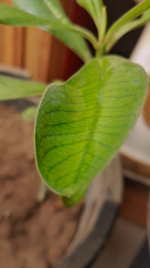 Random shot of a leaf stock photo. Image of nature, underground - 157162014