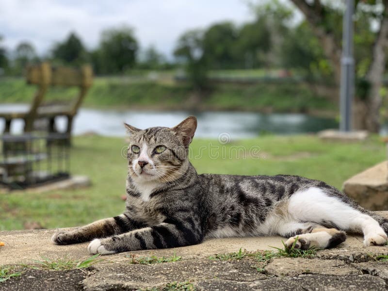 A random street cat stock image. Image of wild, beautiful - 146980365