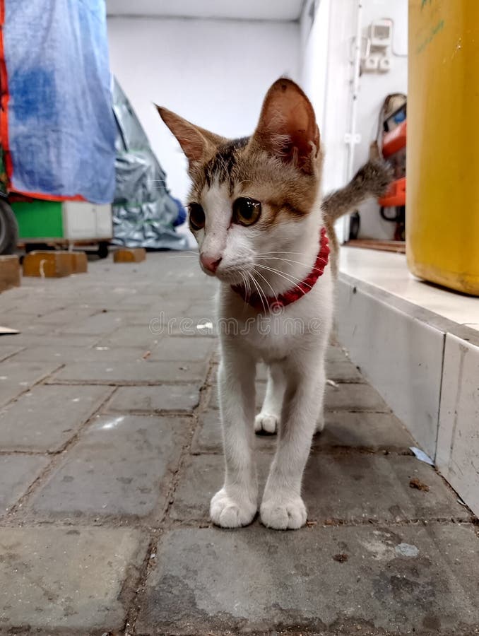 Street Cat Infront of Minimarket Stock Image - Image of street, treet ...