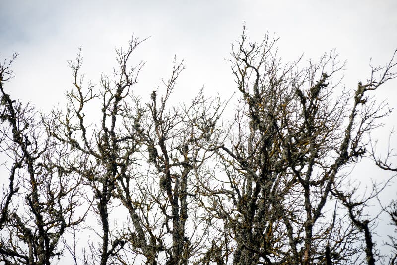 Random tree branches stock photo. Image of leaf, season - 82895762