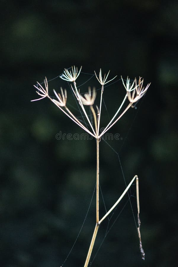 Random tree branches stock photo. Image of leaf, season - 82895762