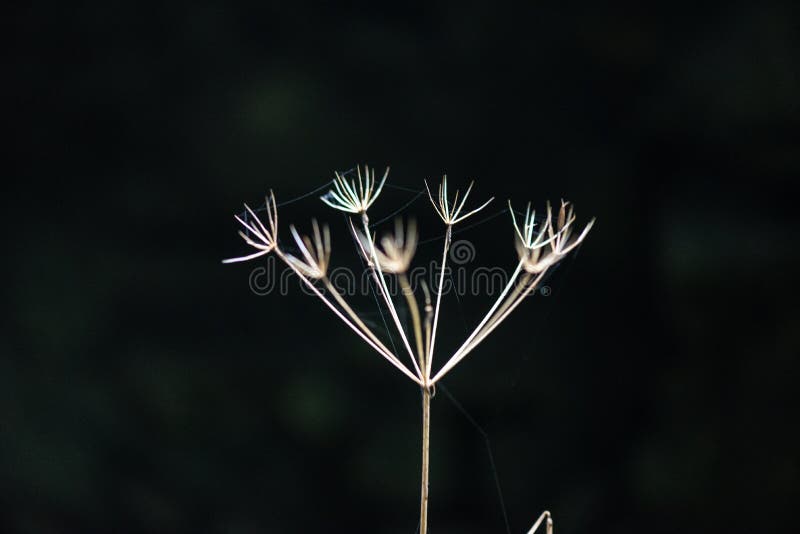 Random tree branches stock image. Image of forest, orchard - 82896015