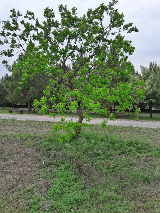 Random tree stock image. Image of greenry, lovegreenry - 96439439