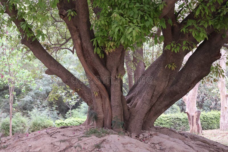 Random Tree Picture at Delhi Zoological Park India Stock Photo - Image ...