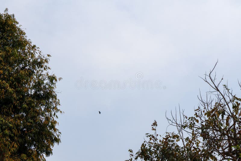 Random Tree Picture at Delhi Zoological Park India Stock Photo - Image ...