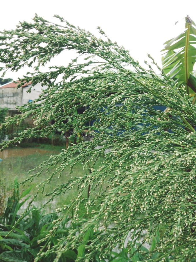 Random Tree, Taken after Rain and Windstorms Make this Plant Not Grow ...
