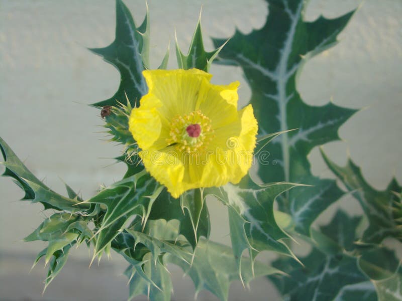 This is a Random Wild Flower Grown in My Garden Stock Image - Image of ...