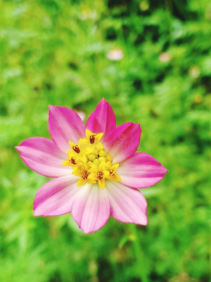Random Wild Flower in Village Stock Photo - Image of meadow, yellow ...