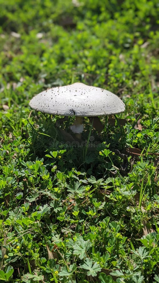 Random, wild Mushroom stock image. Image of fungus, mushroom - 245097539