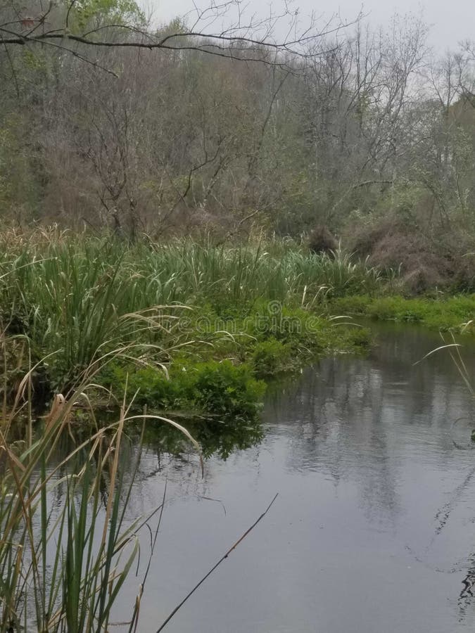 Random woods photo. stock photo. Image of random, woods - 100706290