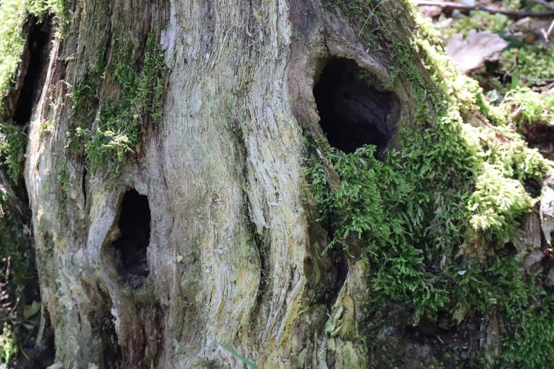 Tree eyes stock photo. Image of magical, nature, stump - 285510918