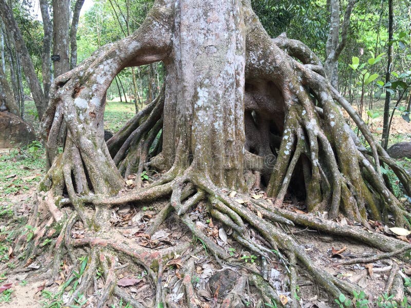 Randomly Grown Roots of a Tree Stock Image - Image of outdoor ...