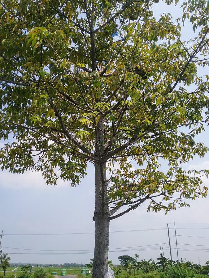 A Randu Base Tree that Grows in the Background of Rice Fields. Stock ...