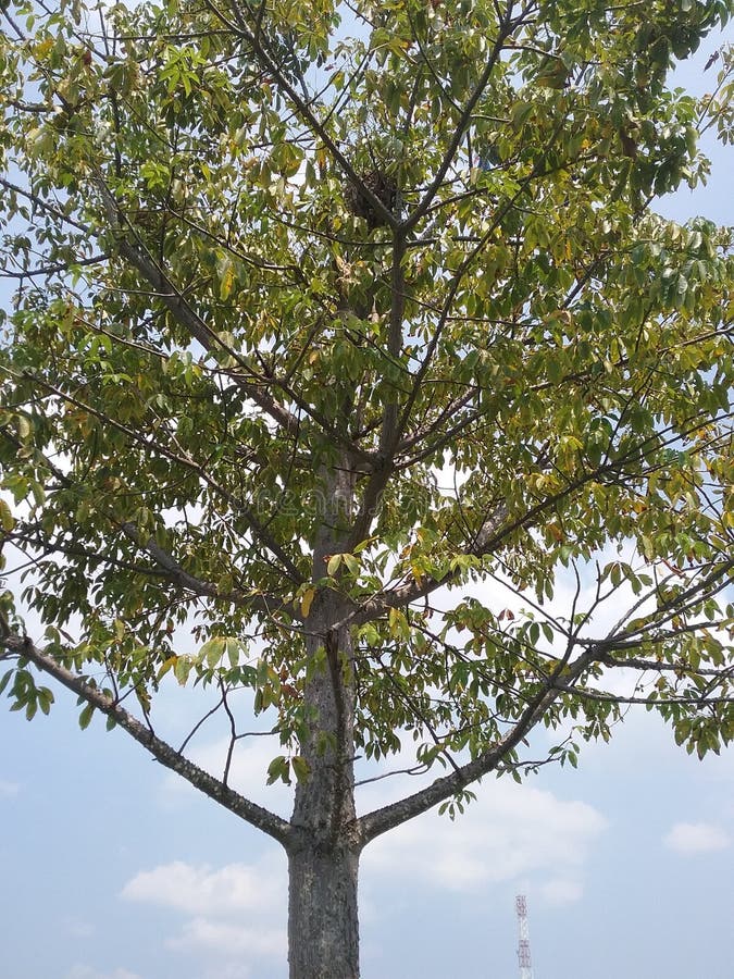 A Randu Base Tree that Grows with Several Large Branches and Many Small ...