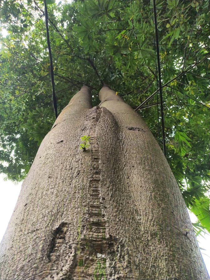 Randu tree and blackcable stock image. Image of plant - 270369613