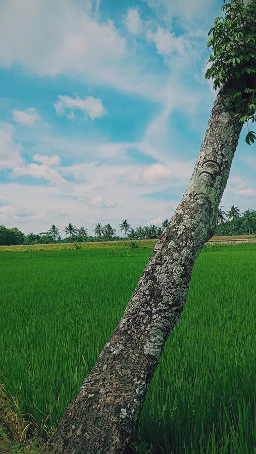 A Randu Tree in the Middle of a Wide Green Rice Field with Bright Blue ...