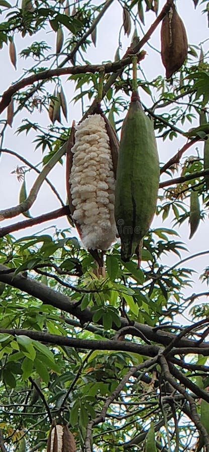 Randu Tree stock photo. Image of plant, fruit, randu - 262479104