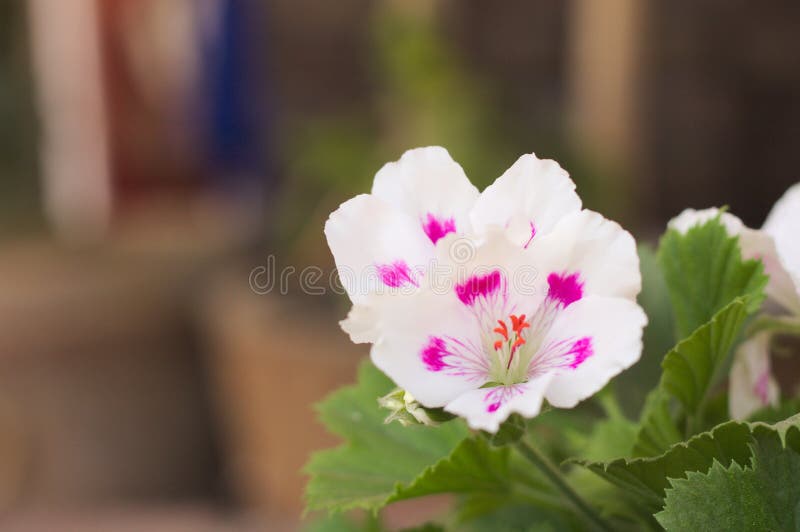 Randy geranium 6 stock image. Image of randy, plant, flowers - 86700447