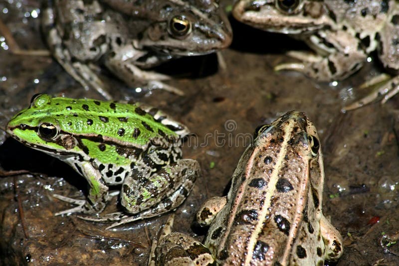 Rane fotografia stock. Immagine di tronco, palude, verde - 21418988