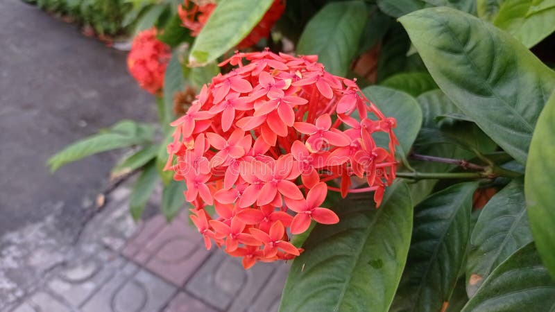 Rangan Flower beside Street Stock Photo - Image of produce, dhaka ...