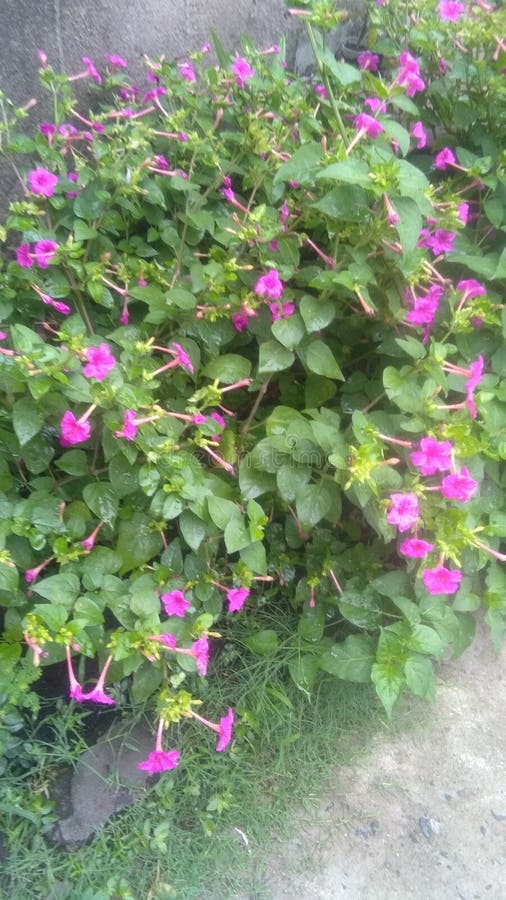 Rangani Flower Stock Photos - Free & Royalty-Free Stock Photos from ...