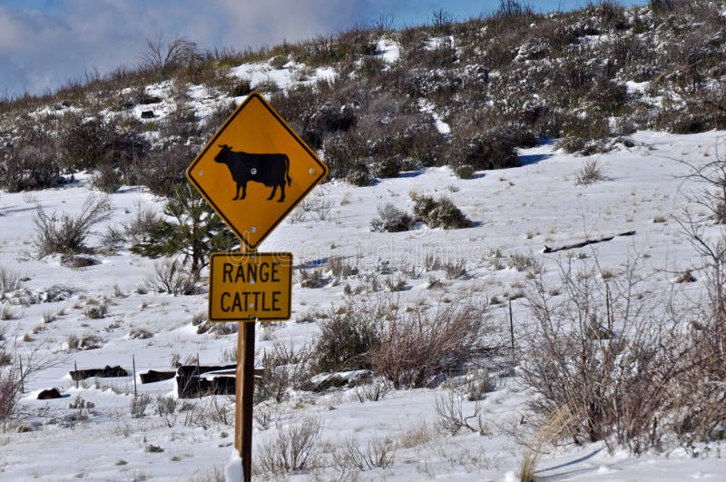 Range Cattle stock photo. Image of range, cattle, warning - 66063286