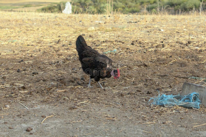 Range Chicken Eating in the Field Stock Image - Image of agriculture ...