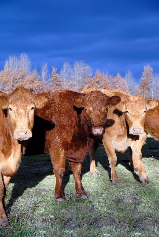 Range Cows Reflection stock image. Image of rural, pair - 4563893