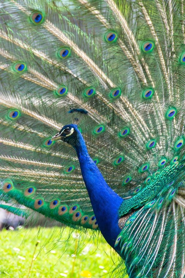 A Range of Different Bird Breeds at the Zoo Stock Photo - Image of ...