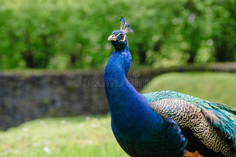A Range of Different Bird Breeds at the Zoo Stock Image - Image of ...
