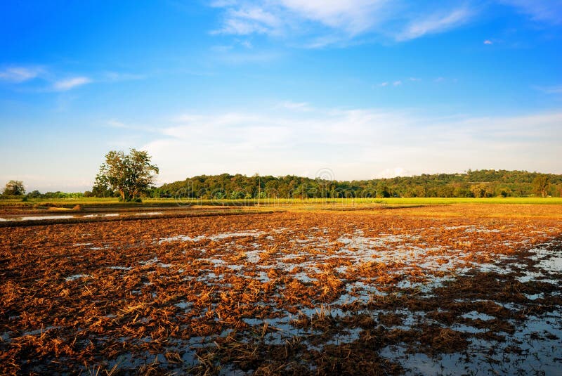 Range of Field stock photo. Image of beautiful, tree, field - 6838146