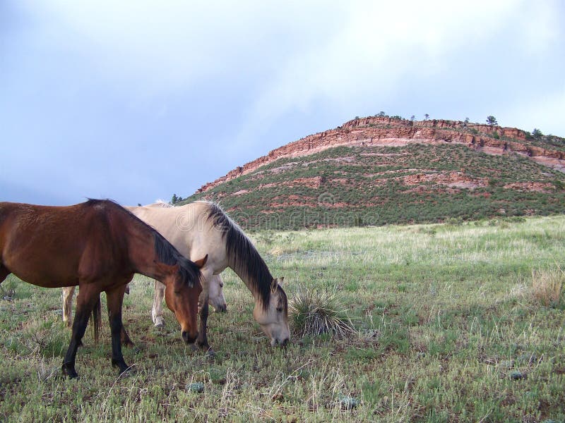 Range Horses stock photo. Image of buckskin, oats, plains - 5745008