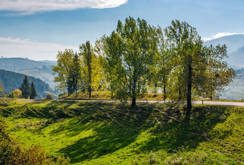 Range of Poplar Trees by the Road on Hillside Stock Photo - Image of ...