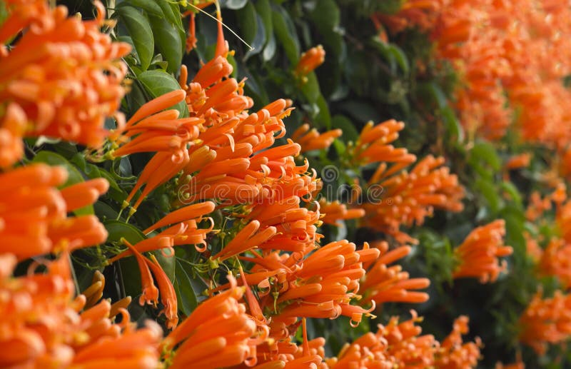 Orange Angel trumpet stock image. Image of bloom, plant - 27052799