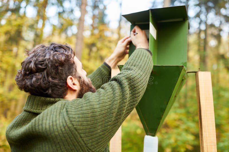 Ranger on a Bark Beetle Trap Stock Photo - Image of control, bark ...
