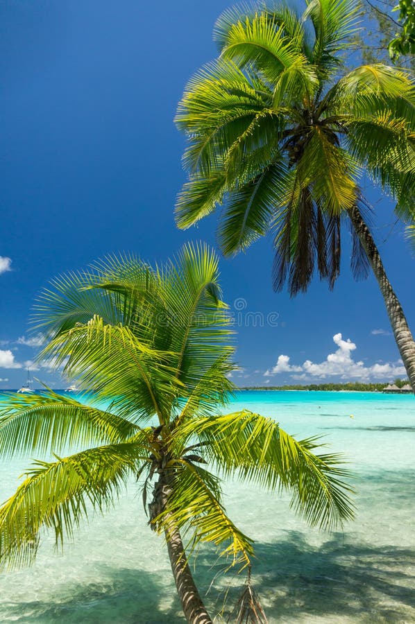 Rangiroa Atoll, French Polynesia Stock Image - Image of french ...
