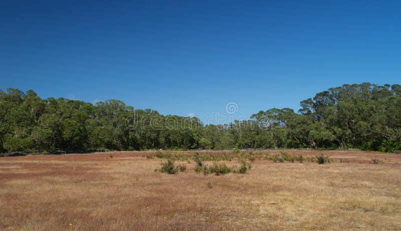 Rangitoto island stock image. Image of rangitoto, meadow - 12004835