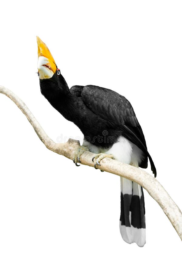 Rangkong/Enggang Badak стоковое изображение. изображение насчитывающей ...