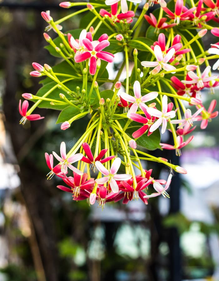 Rangoon creeper stock image. Image of chinese, decoration - 37494049
