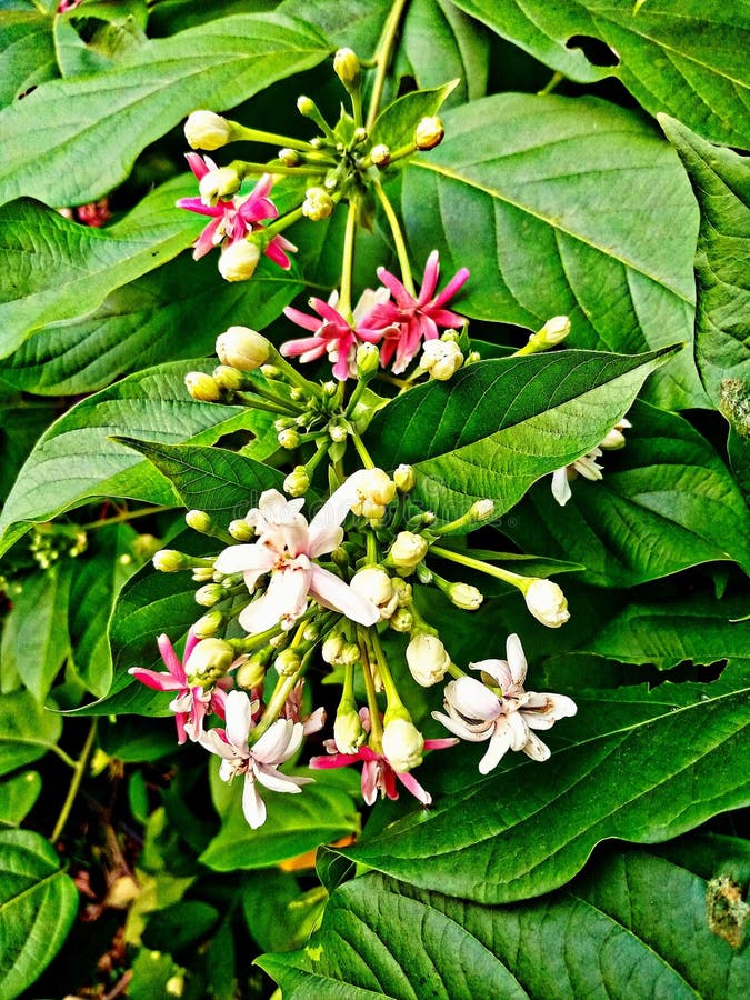 Rangoon Creeper Beautiful Fragrant Flower Stock Image - Image of flower ...
