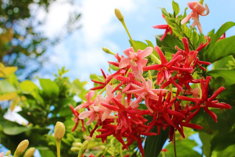 Rangoon creeper stock image. Image of leaf, tree, beautiful - 31421207