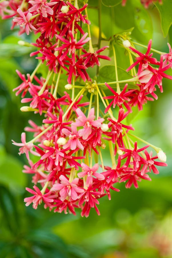 Rangoon creeper stock photo. Image of shrubs, rangoon - 39481514